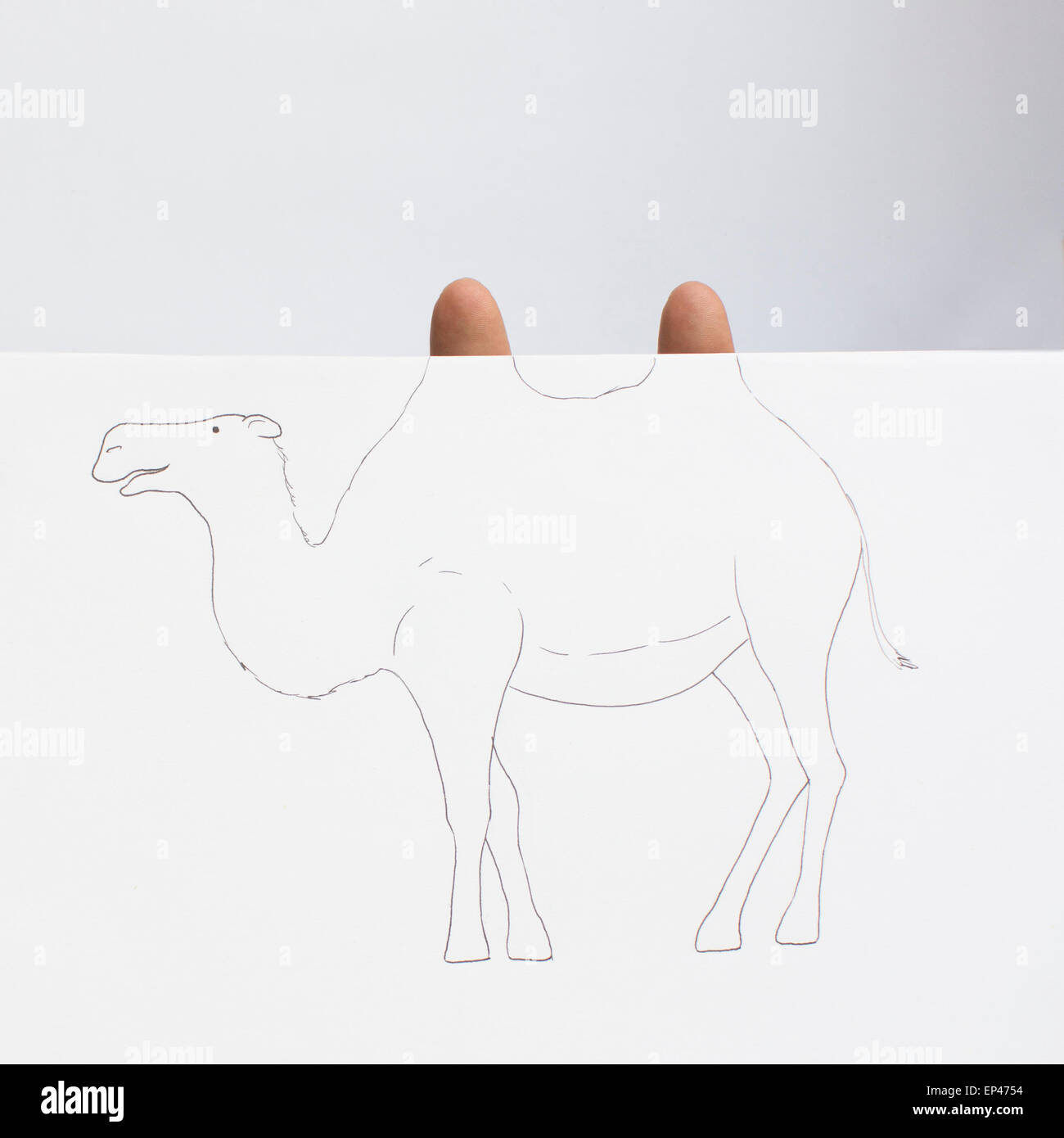 Camel square hi-res stock photography and images - Alamy