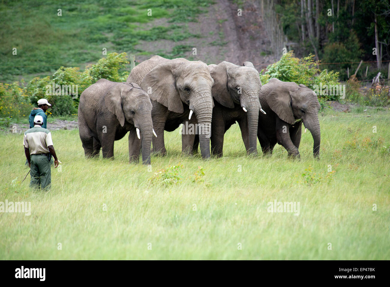 Game ranger education hi-res stock photography and images - Alamy