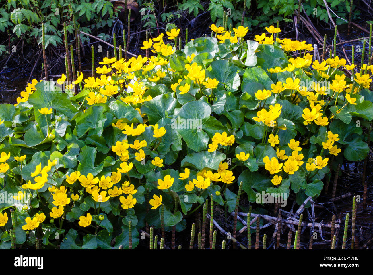 Marsh marigold (Caltha palustris Stock Photo - Alamy