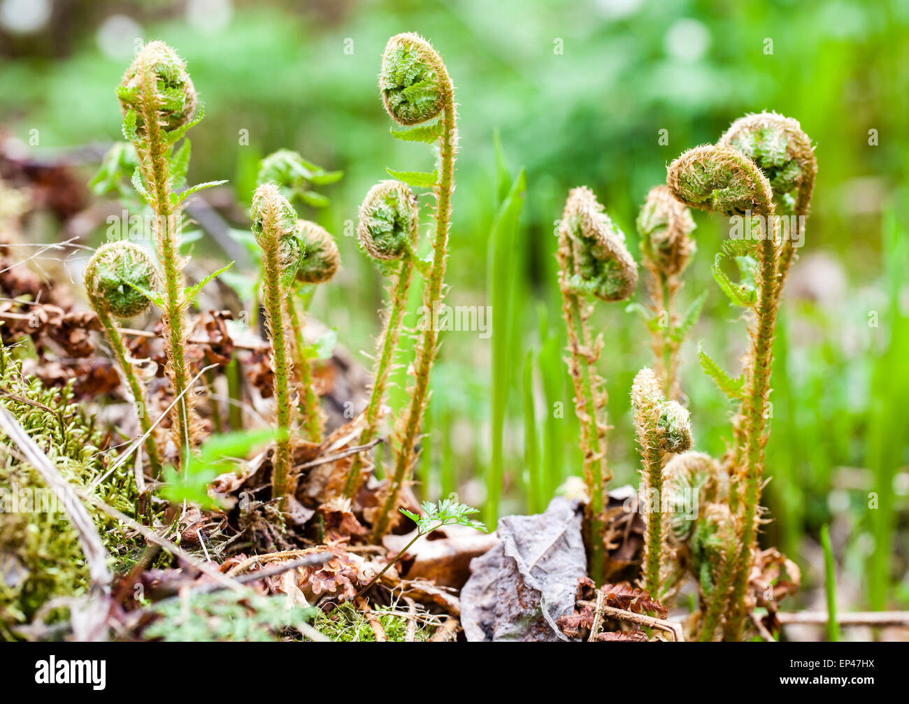 Fern shoots hi-res stock photography and images - Alamy