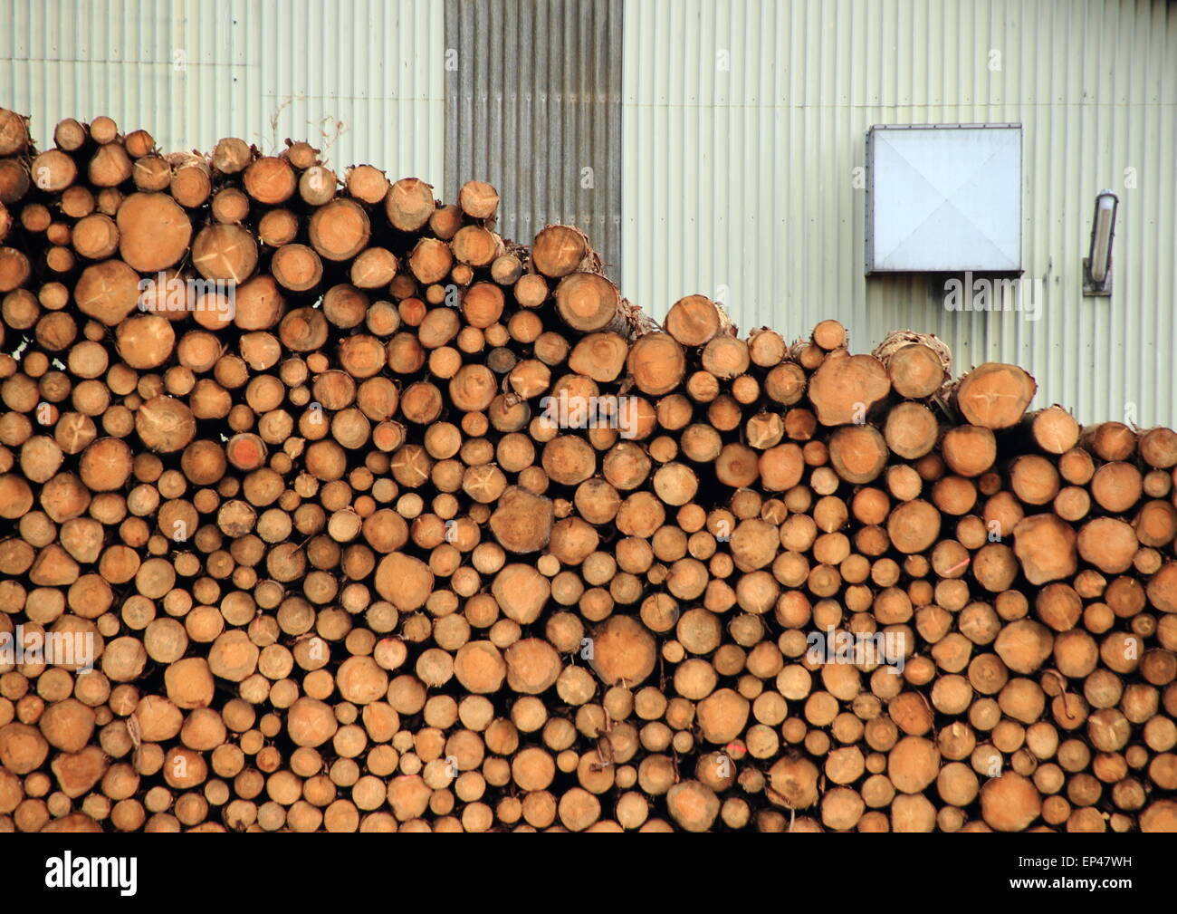 Pine Wood Buildings at Georgia Farber blog