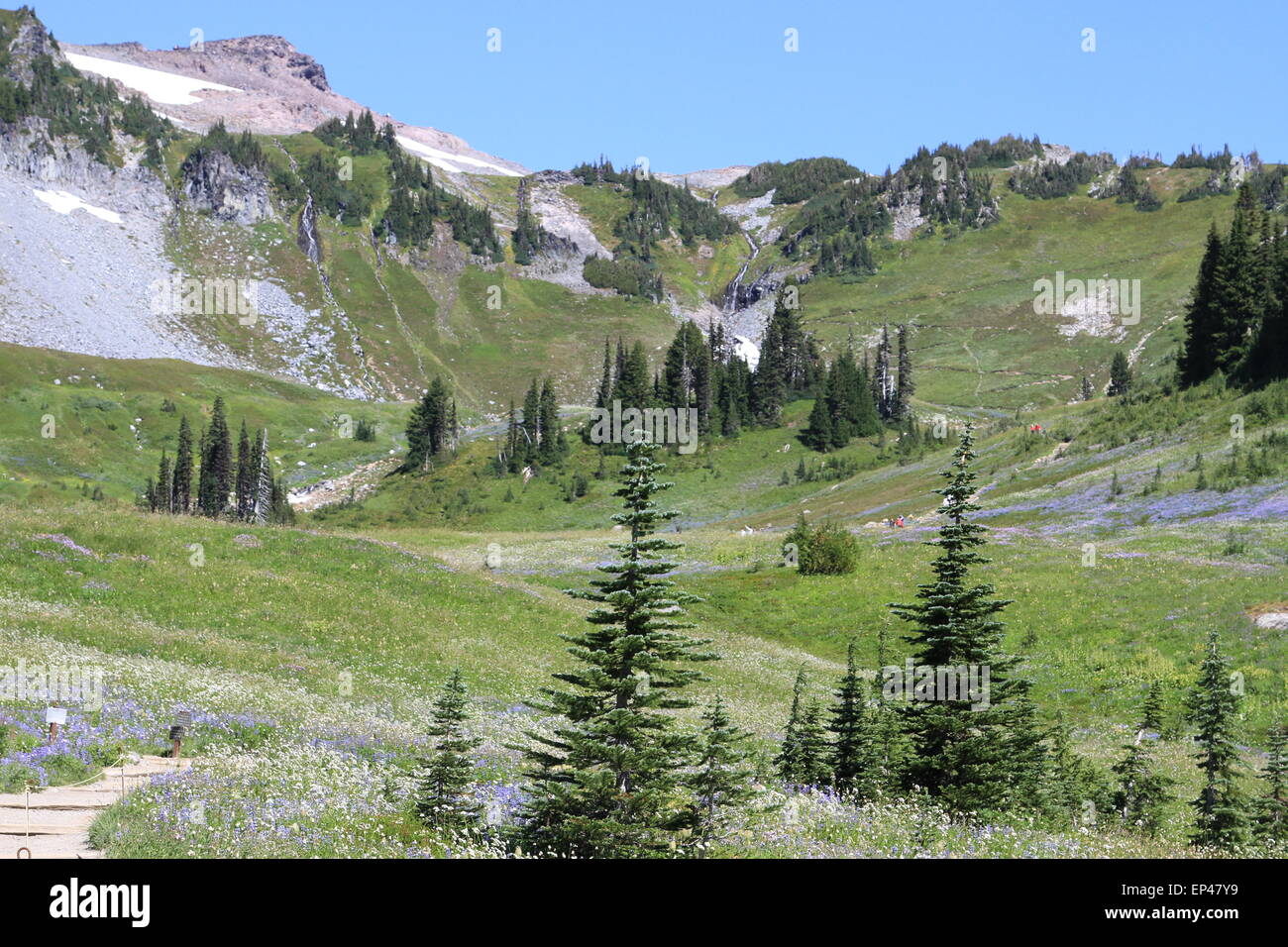 Mount rainier spring flowers washington hi-res stock photography and ...