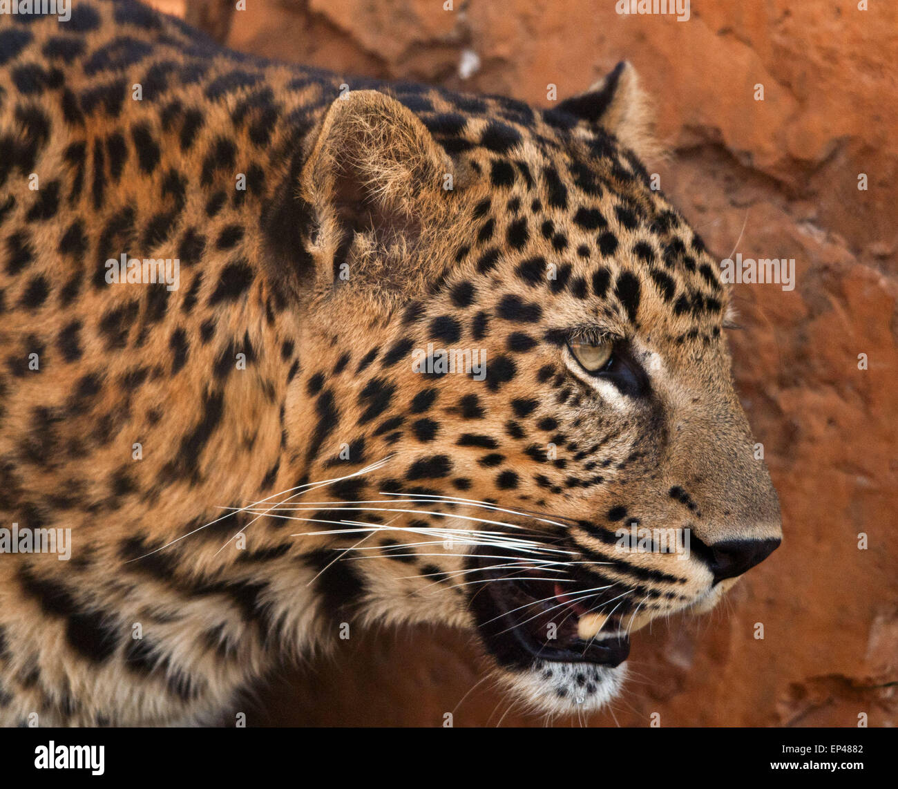 Side view of a leopard hi-res stock photography and images - Alamy