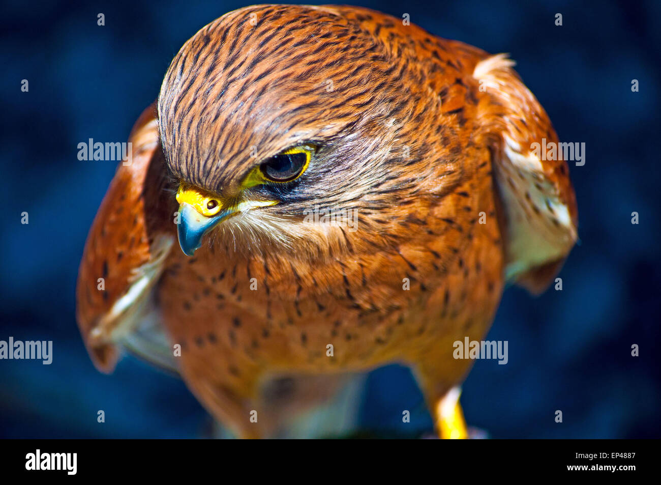African rock kestrel hi-res stock photography and images - Alamy