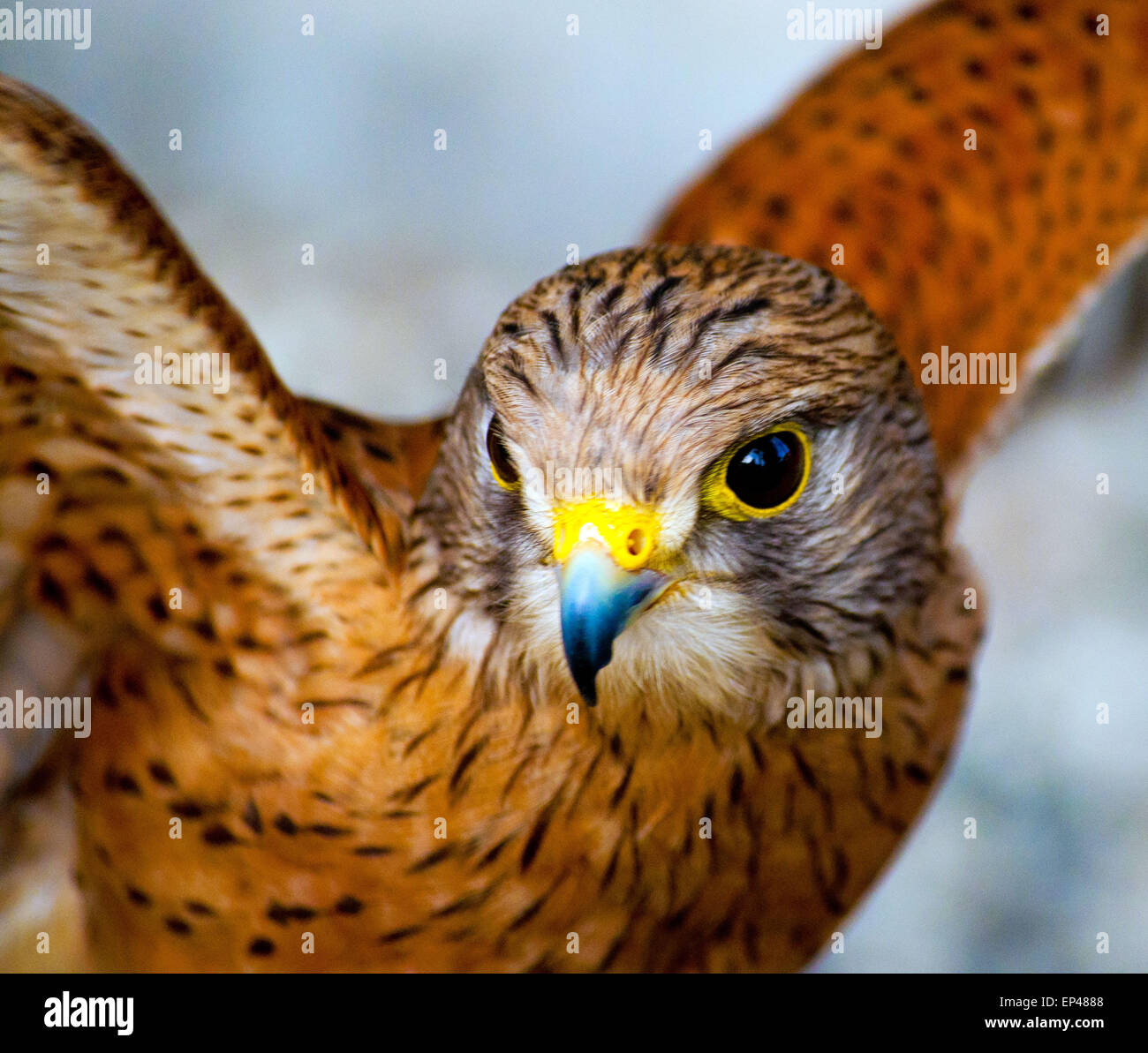 Rock Kestrel spreading it's wings, South Africa Stock Photo - Alamy