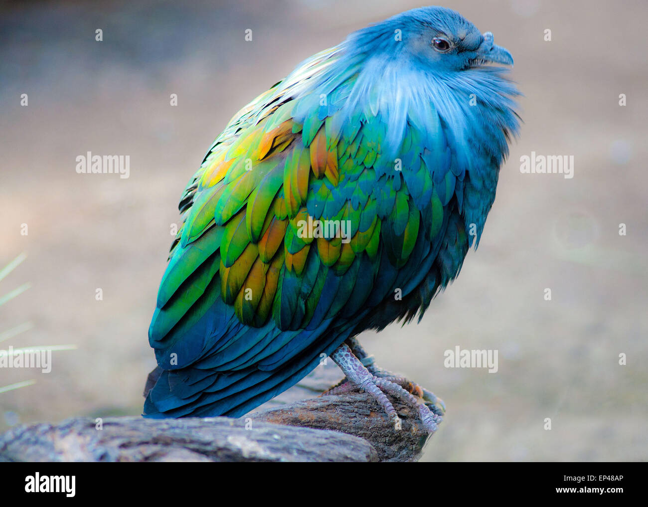 Nicobar Pigeon Wallpaper