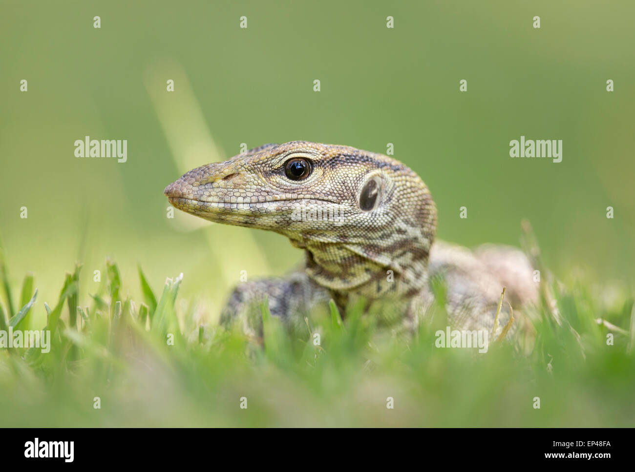 Juvenile Clouded monitor (Varanus nebulosus), Thailand Stock Photo - Alamy
