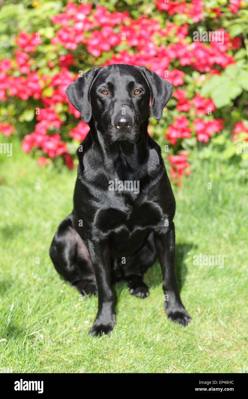 Black labrador sitting hi-res stock photography and images - Alamy