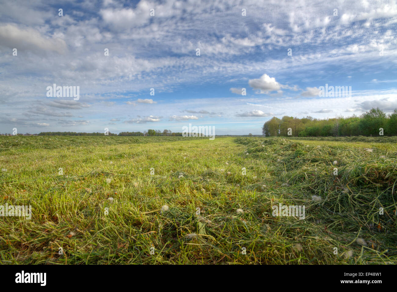Haymaking; long rows of hay on a field Stock Photo - Alamy
