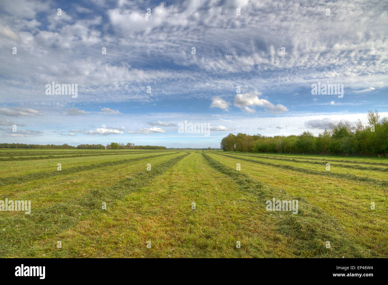 Haymaking; long rows of hay on a field Stock Photo - Alamy