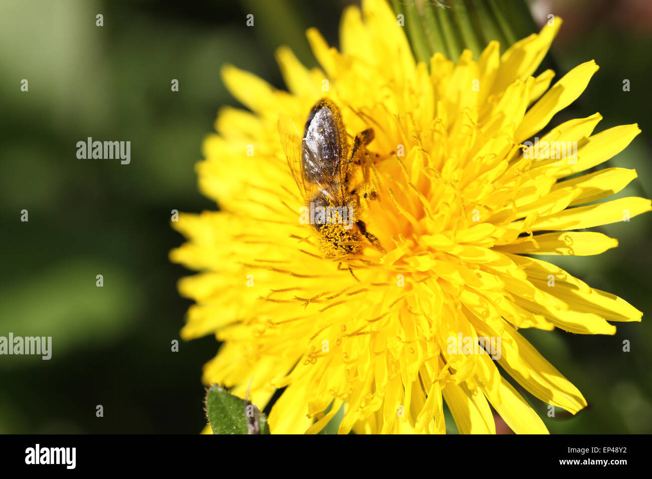 Pollination dandelion hi-res stock photography and images - Alamy