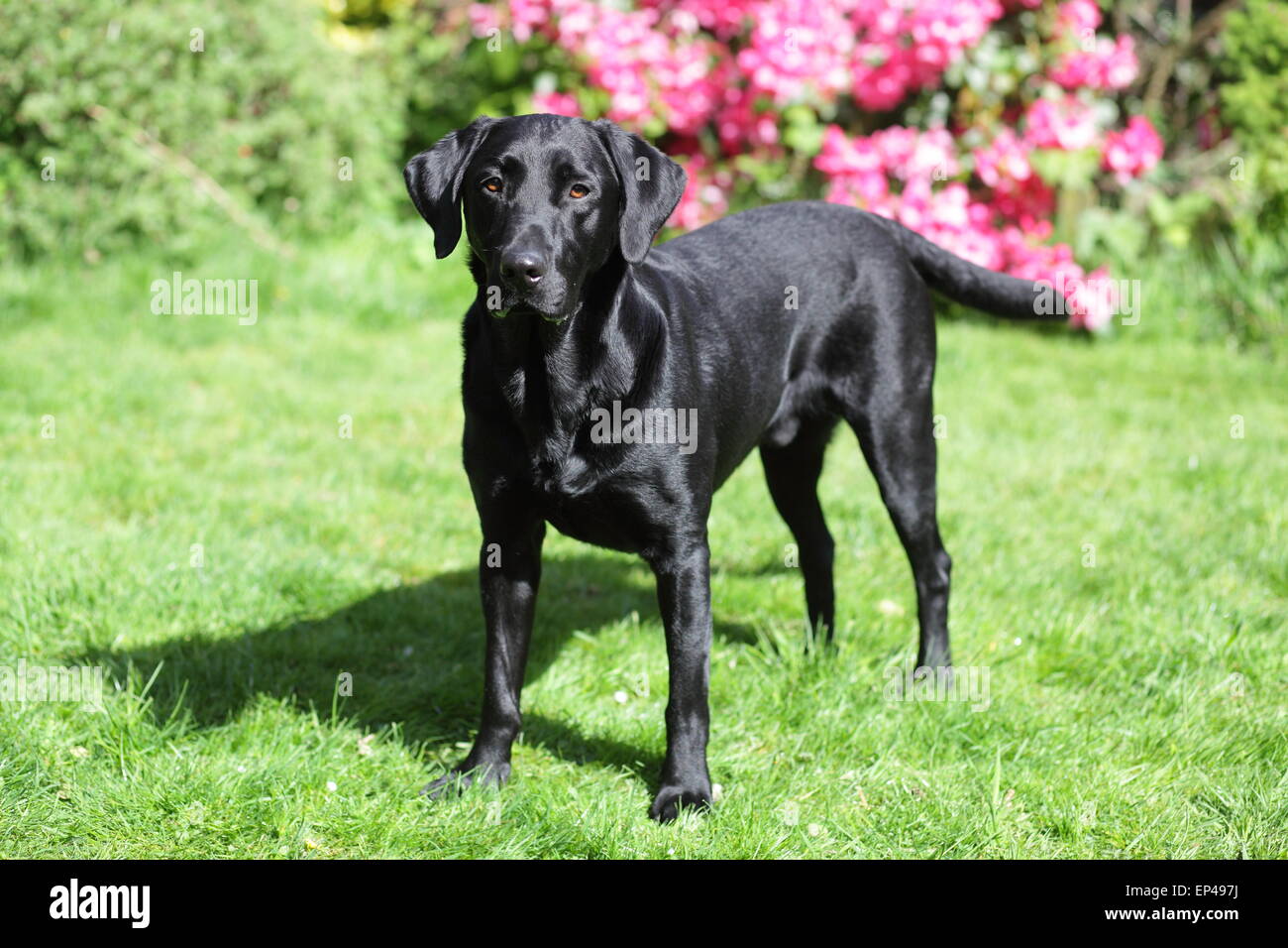 Black labrador in the garden Stock Photo - Alamy