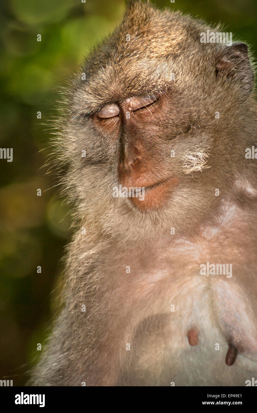 Monkey sleeping hi-res stock photography and images - Alamy