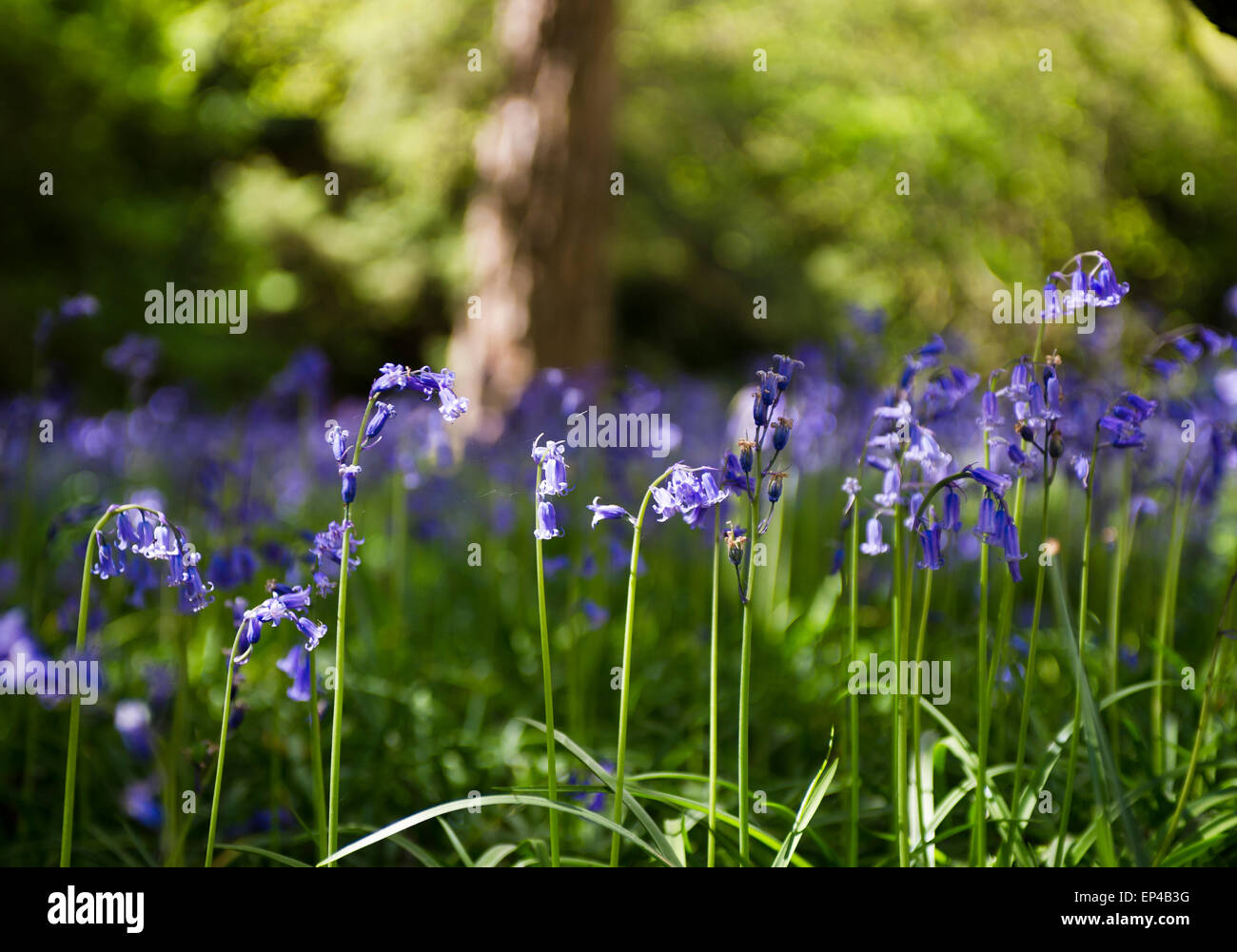 Bluebell in spring hi-res stock photography and images - Alamy