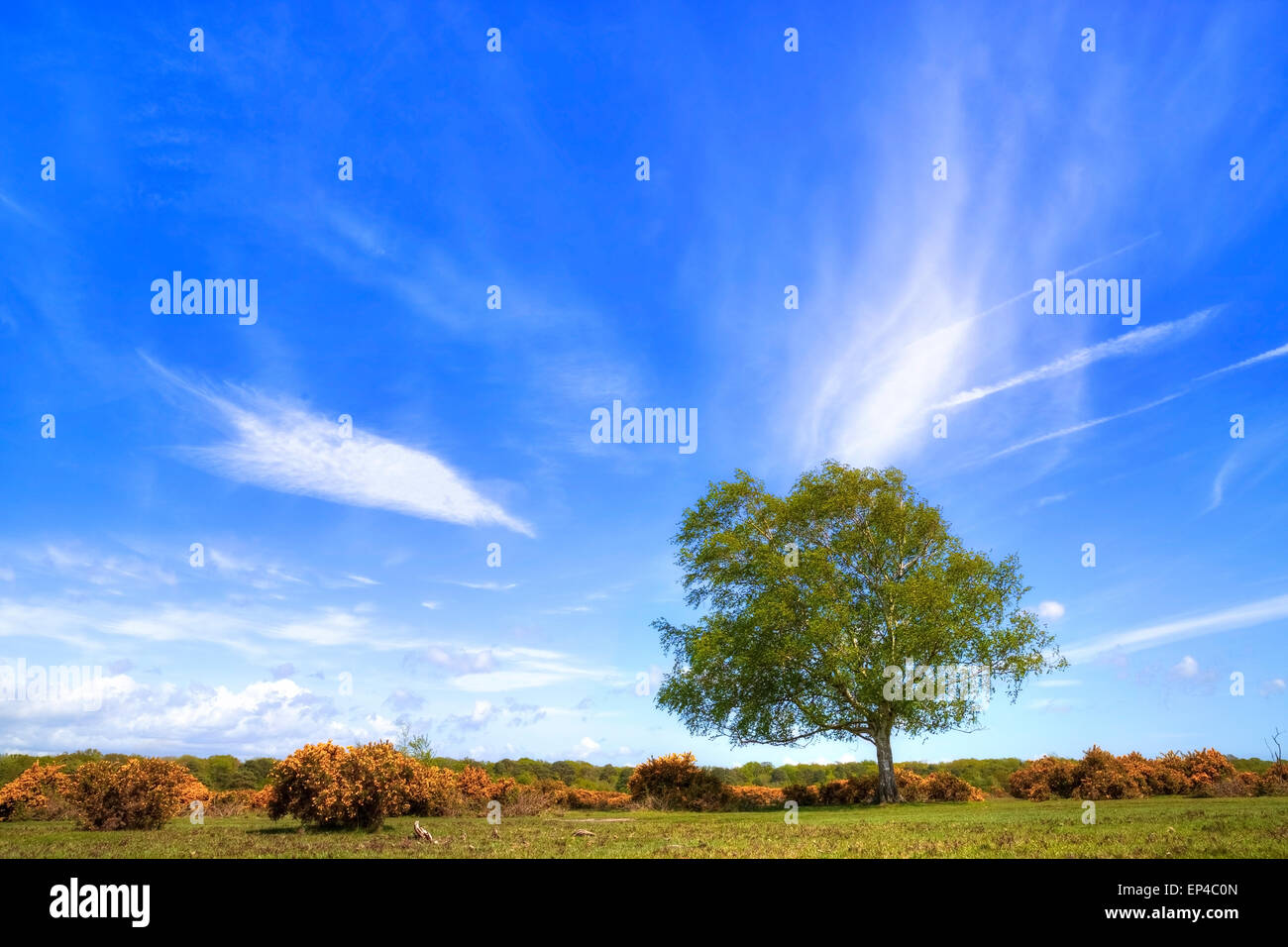 New Forest, Brockenhurst, Hampshire, England, UK Stock Photo - Alamy
