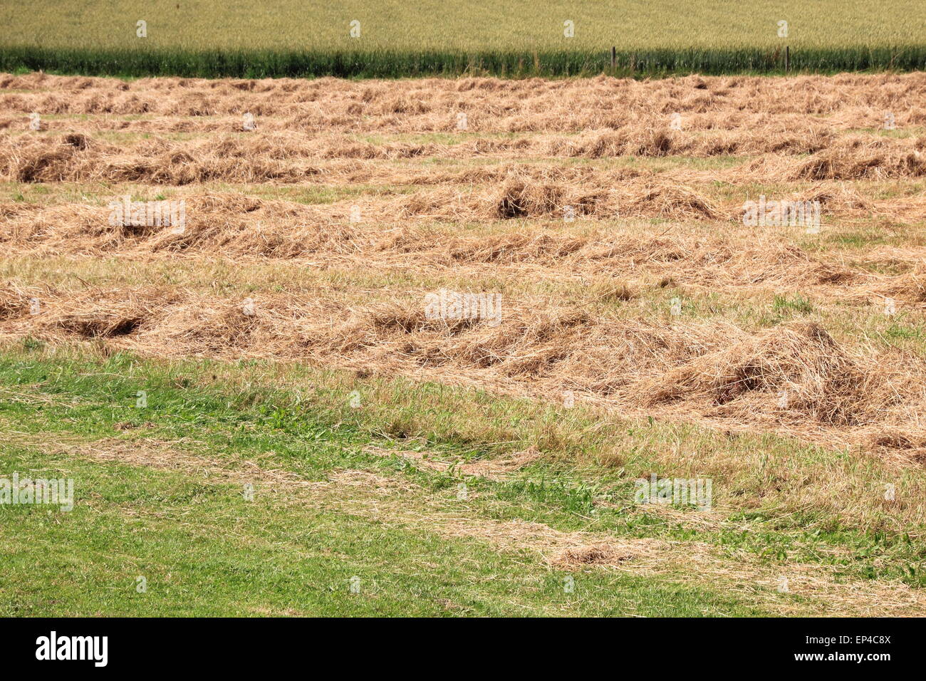 Hay field hi-res stock photography and images - Alamy