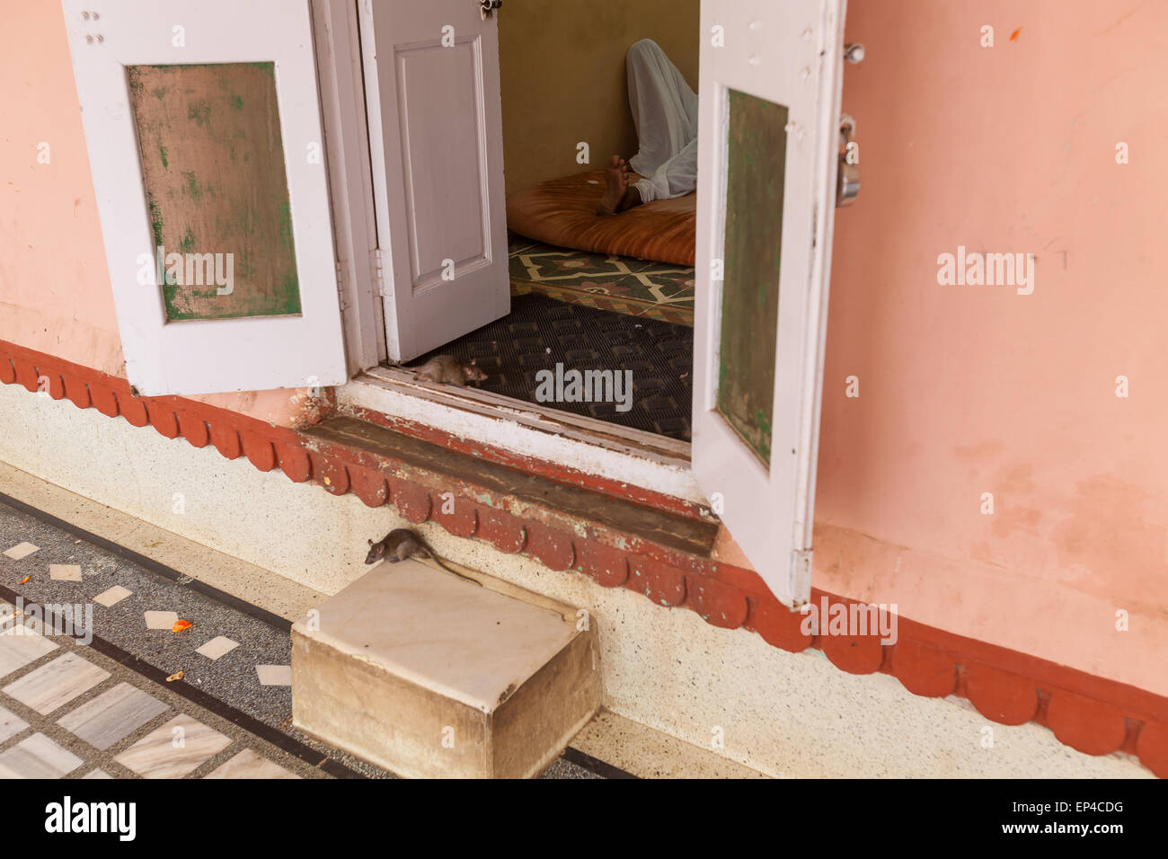 rat temple, Karni mata temple, Deshnoke, India Stock Photo - Alamy