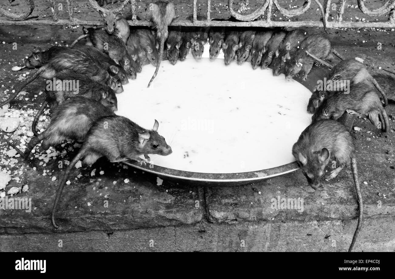 rat temple, Karni mata temple, Deshnoke, India Stock Photo - Alamy