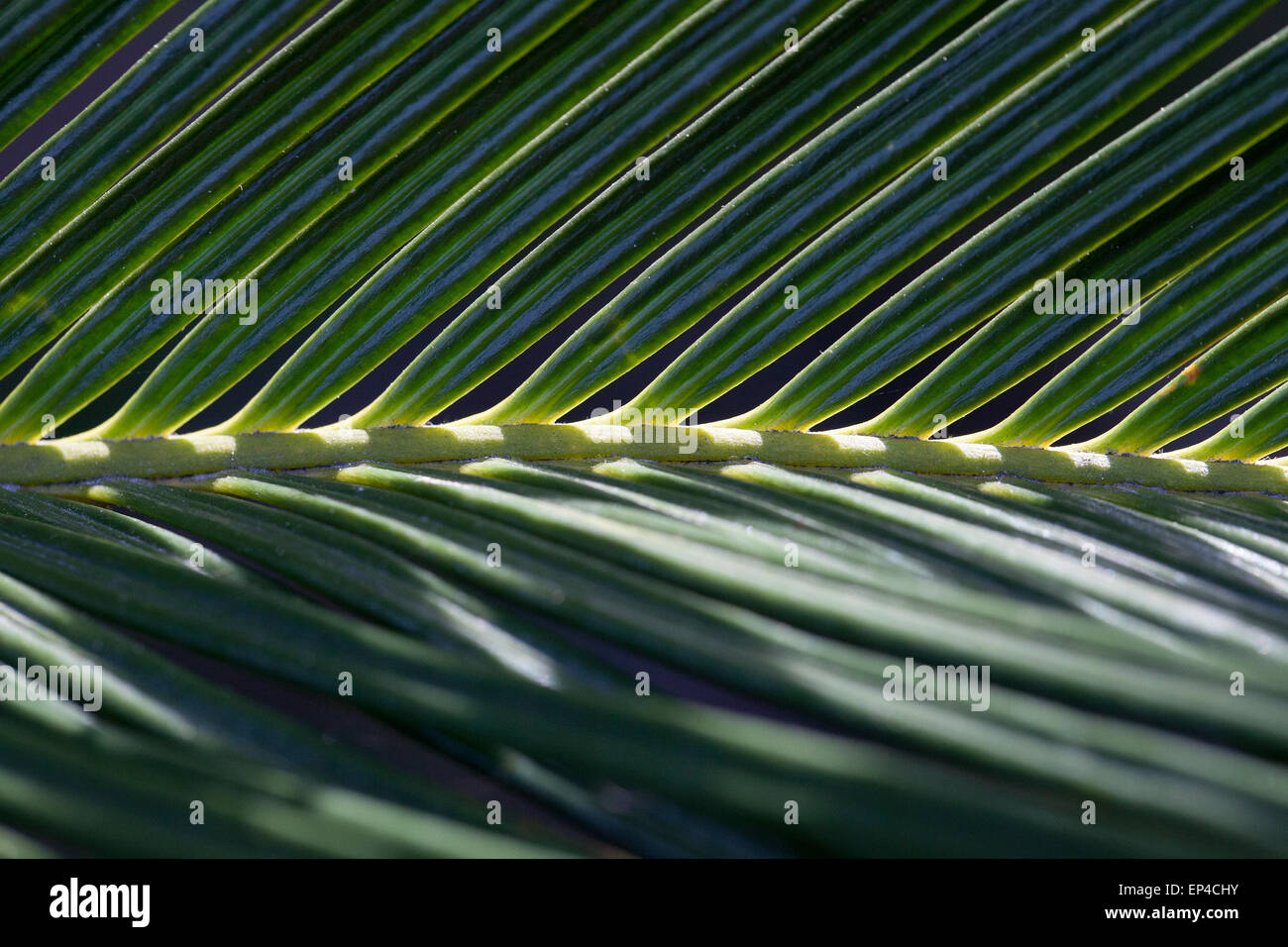 Sago palm leaves leaf hi-res stock photography and images - Alamy