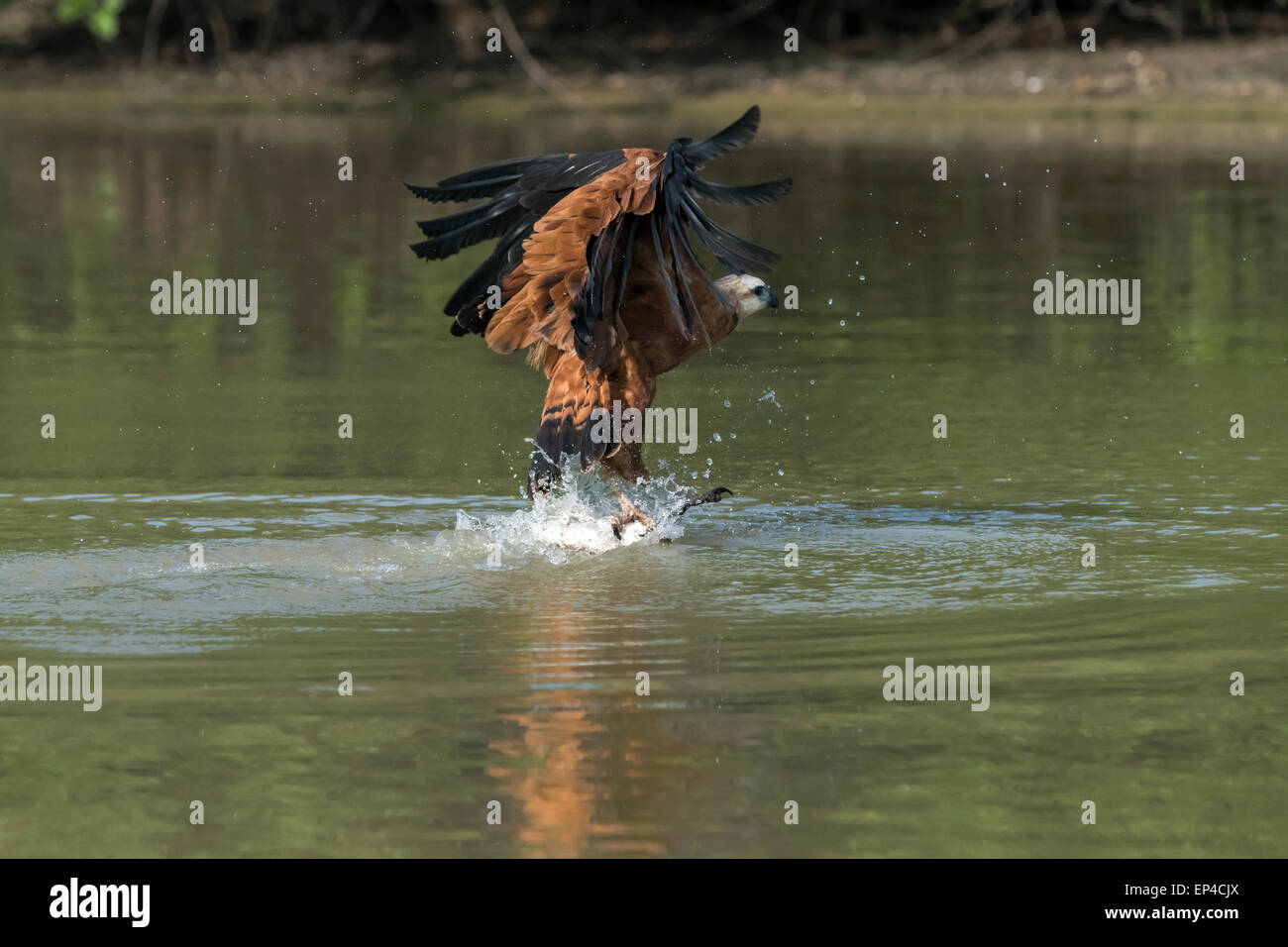 Black collared hawk (Busarellus nigricollis) grabbing a fish, Pixaim ...