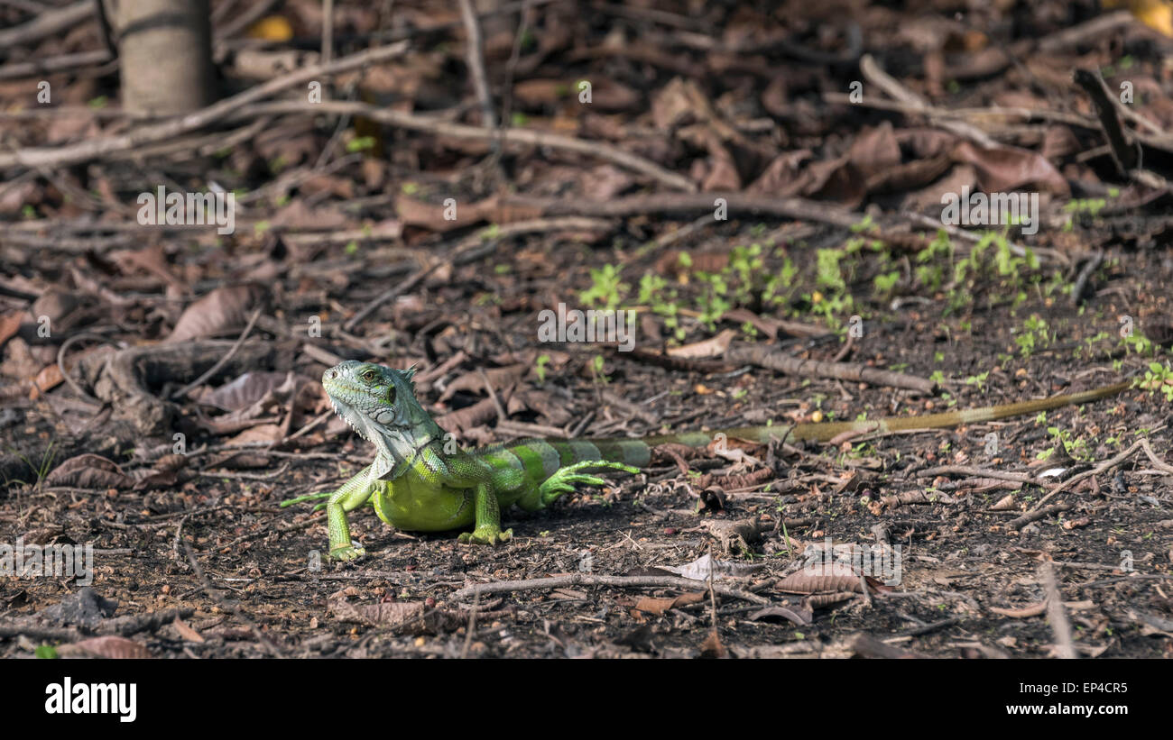 Green iguana (Iguana iguana) #3, Pixaim River, Pantanal, Brazil Stock ...