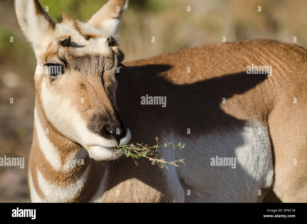 A female Pronghorn Antelope (Antilocapra americanus) grazes the Prairie ...