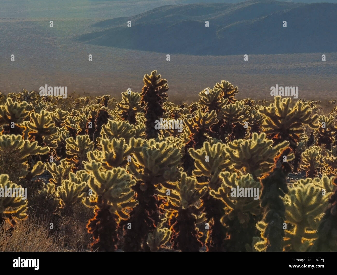 Jumping cholla cactus cylindropuntia hi-res stock photography and ...