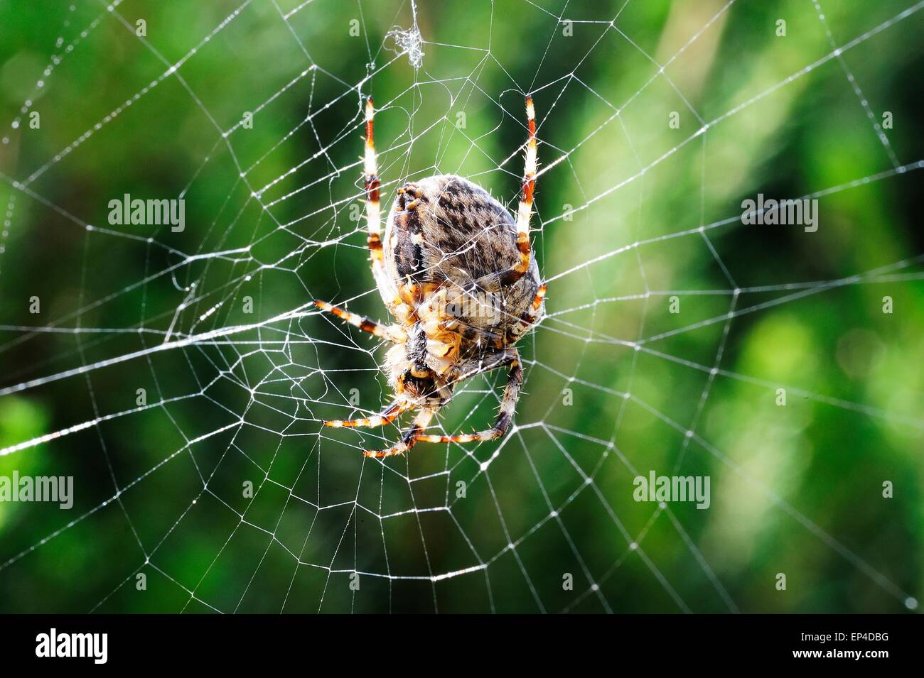 Garden Orb Spider Stock Photo - Alamy