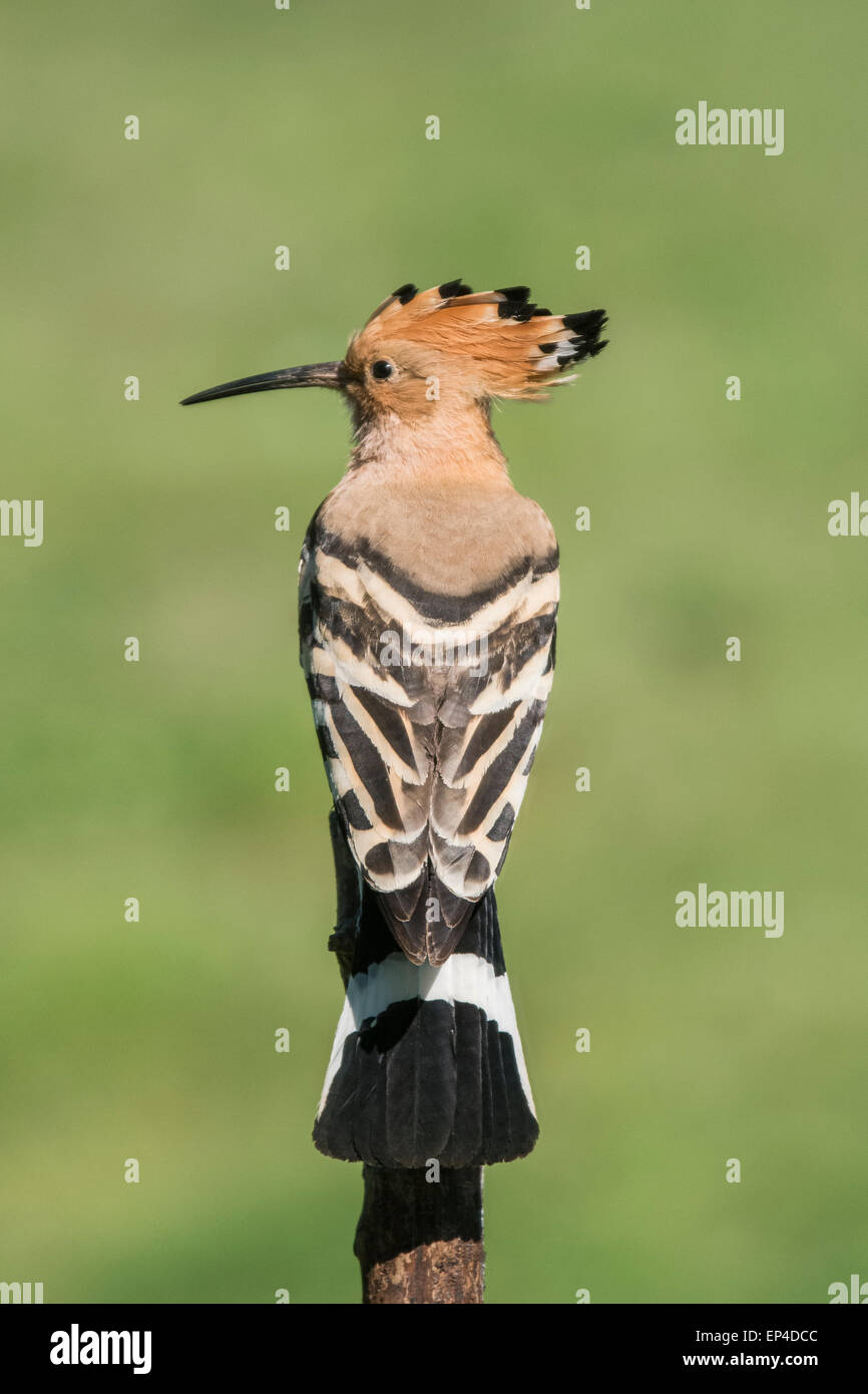 Hoopoe tropical hi-res stock photography and images - Alamy