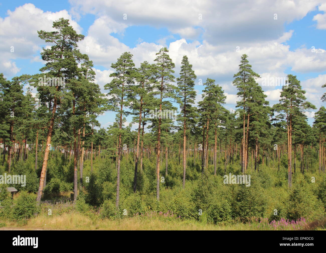 Landscape pine wood forest hi-res stock photography and images - Alamy