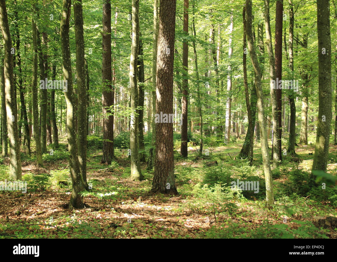 Variety types green leaves hi-res stock photography and images - Alamy