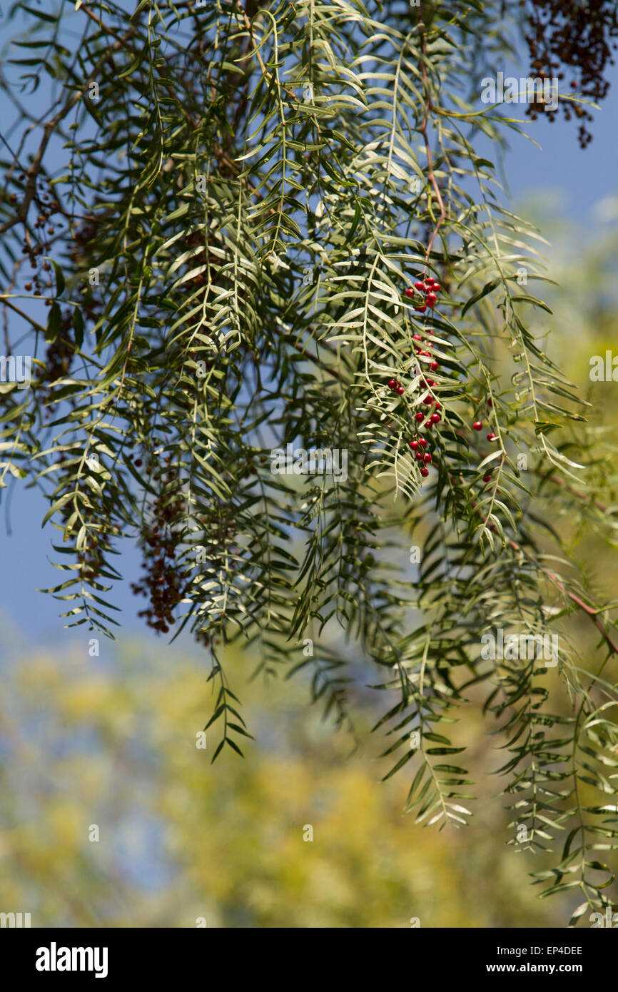 Trunk and filtered leaves of a Pepper Trees in a garden Stock Photo - Alamy