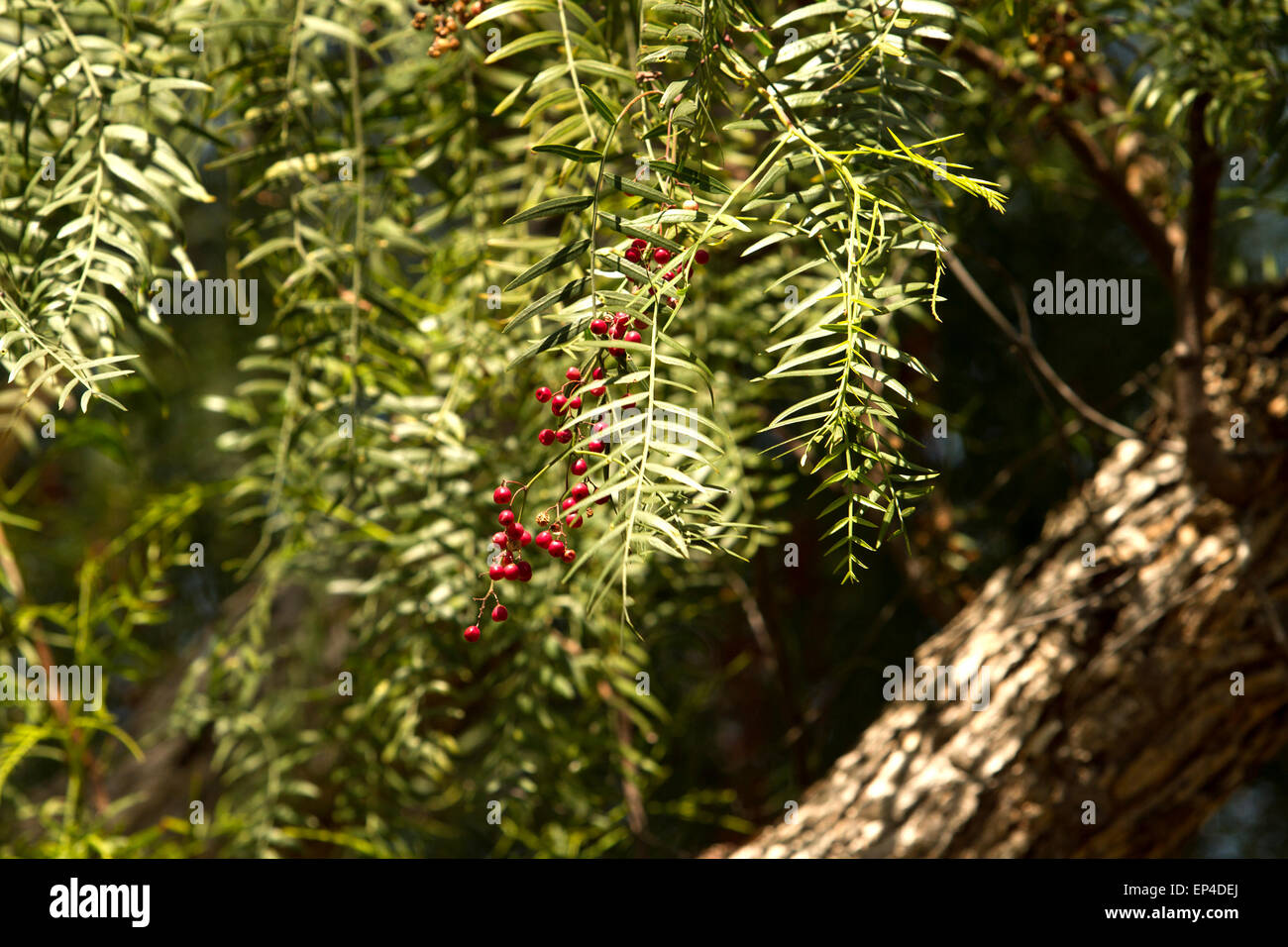 Trunk and filtered leaves of a Pepper Trees in a garden Stock Photo - Alamy