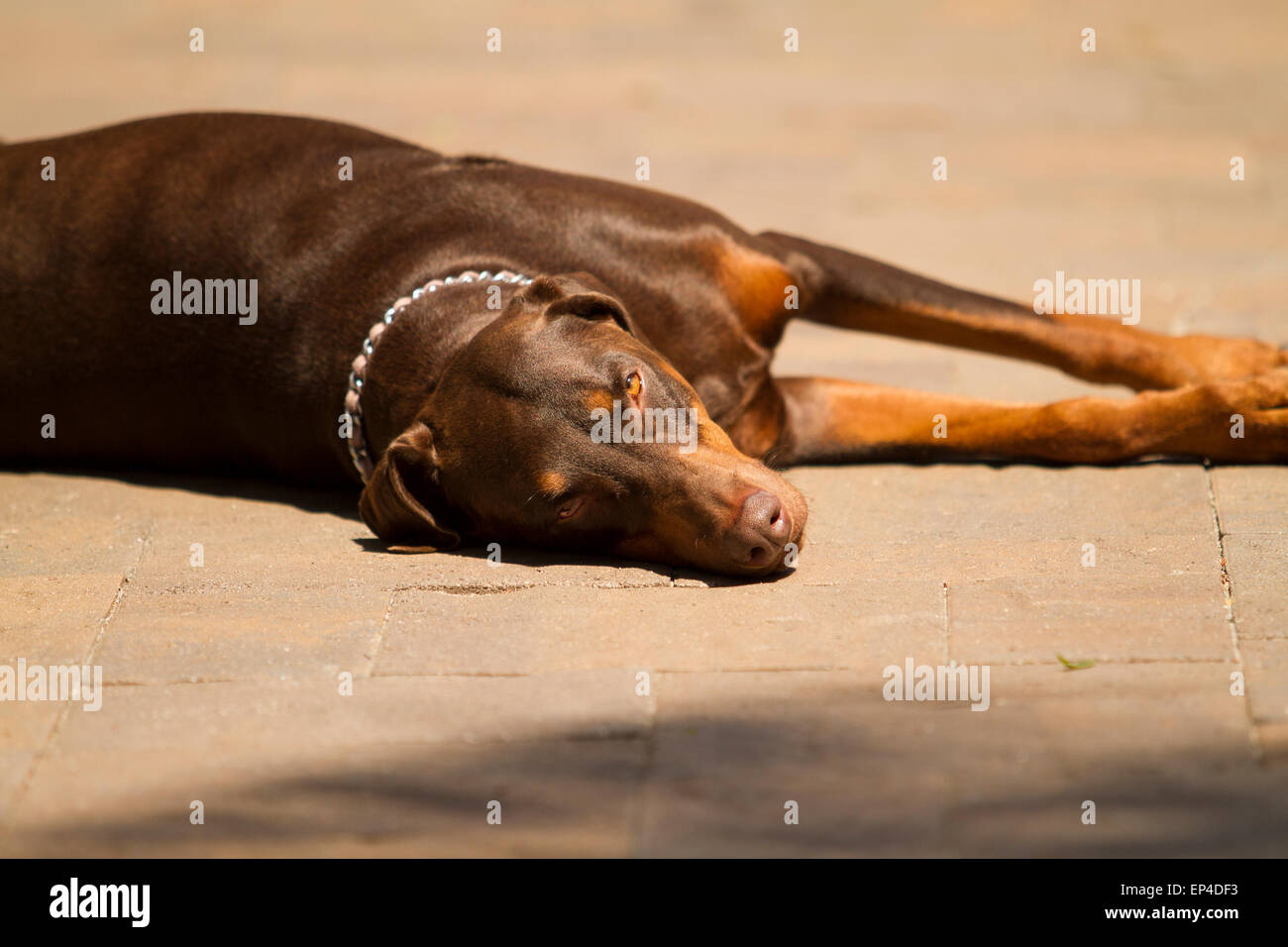 Doberman dogs hi-res stock photography and images - Alamy