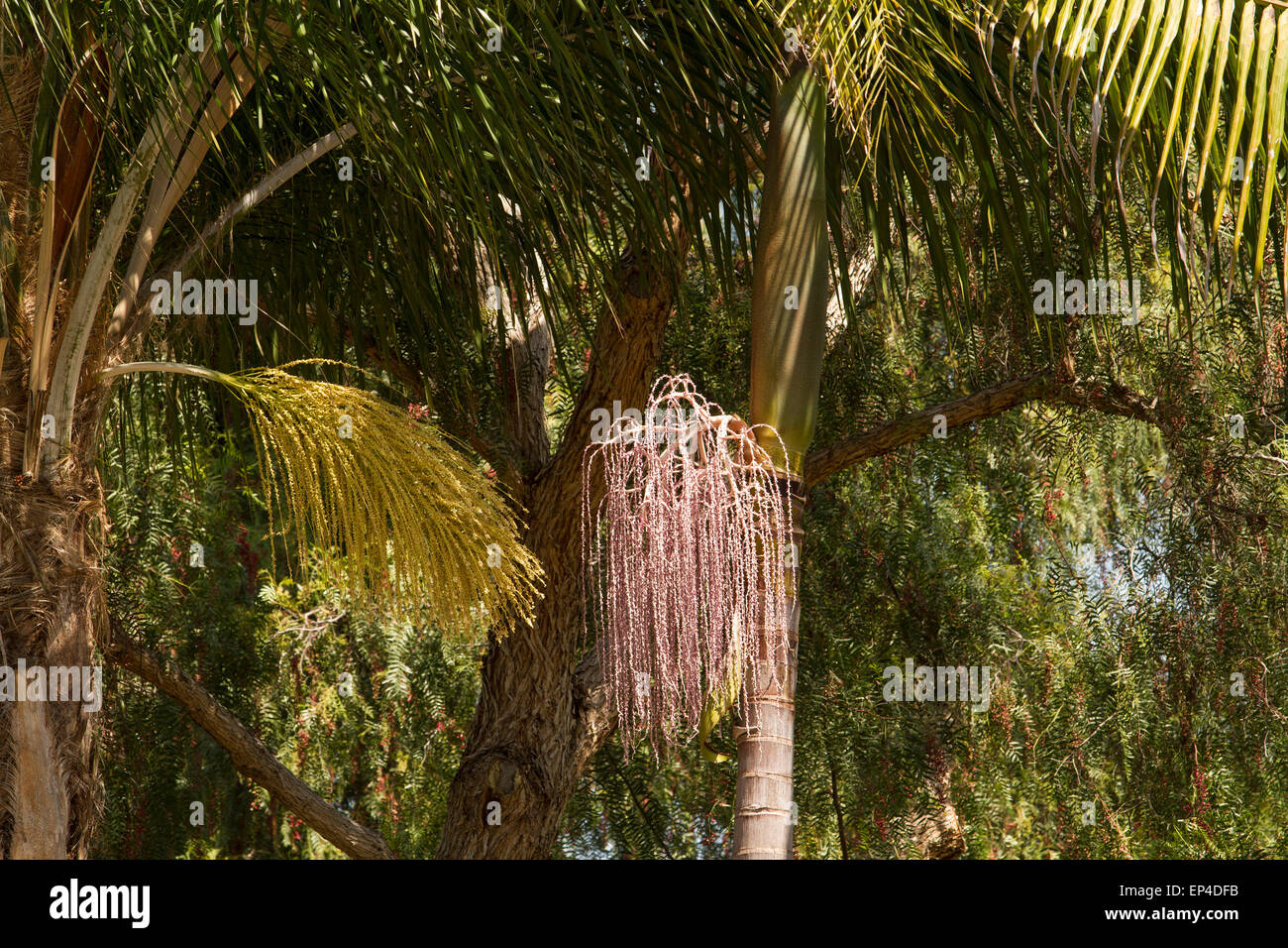 Queen palm tree hi-res stock photography and images - Alamy