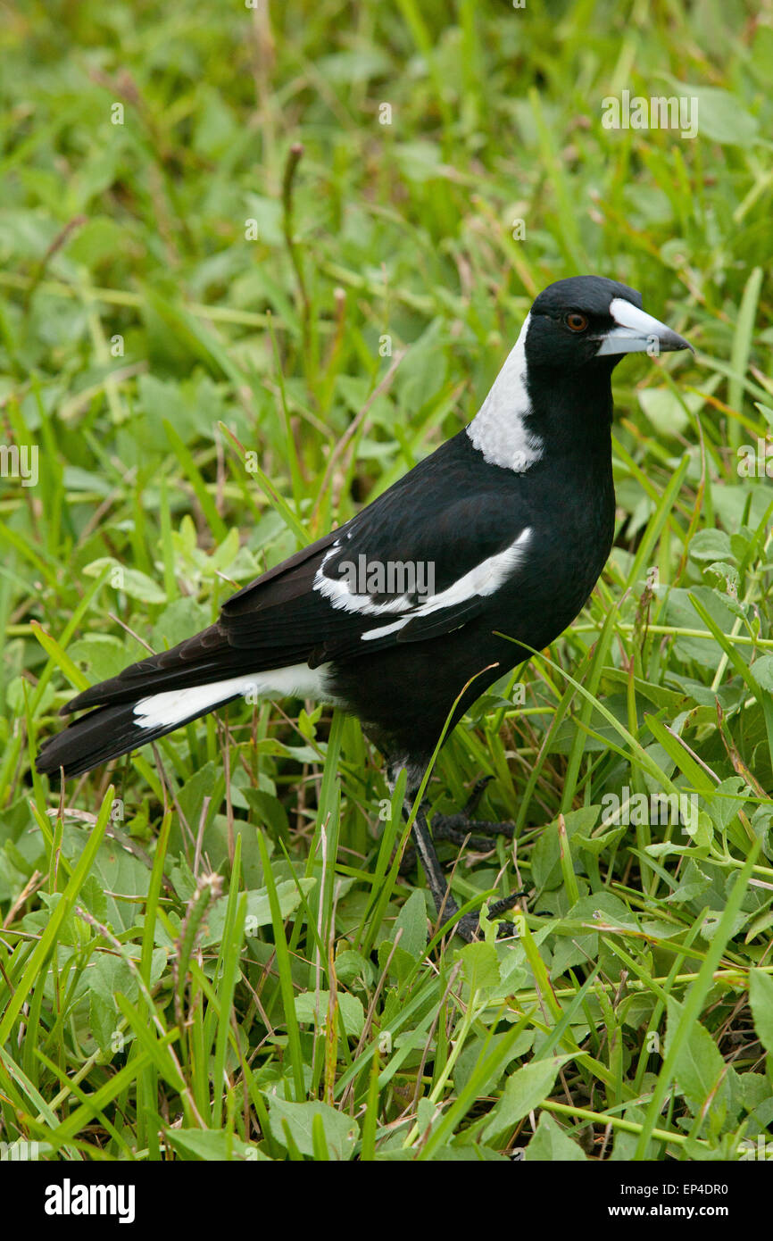 Magpie larks hi-res stock photography and images - Alamy