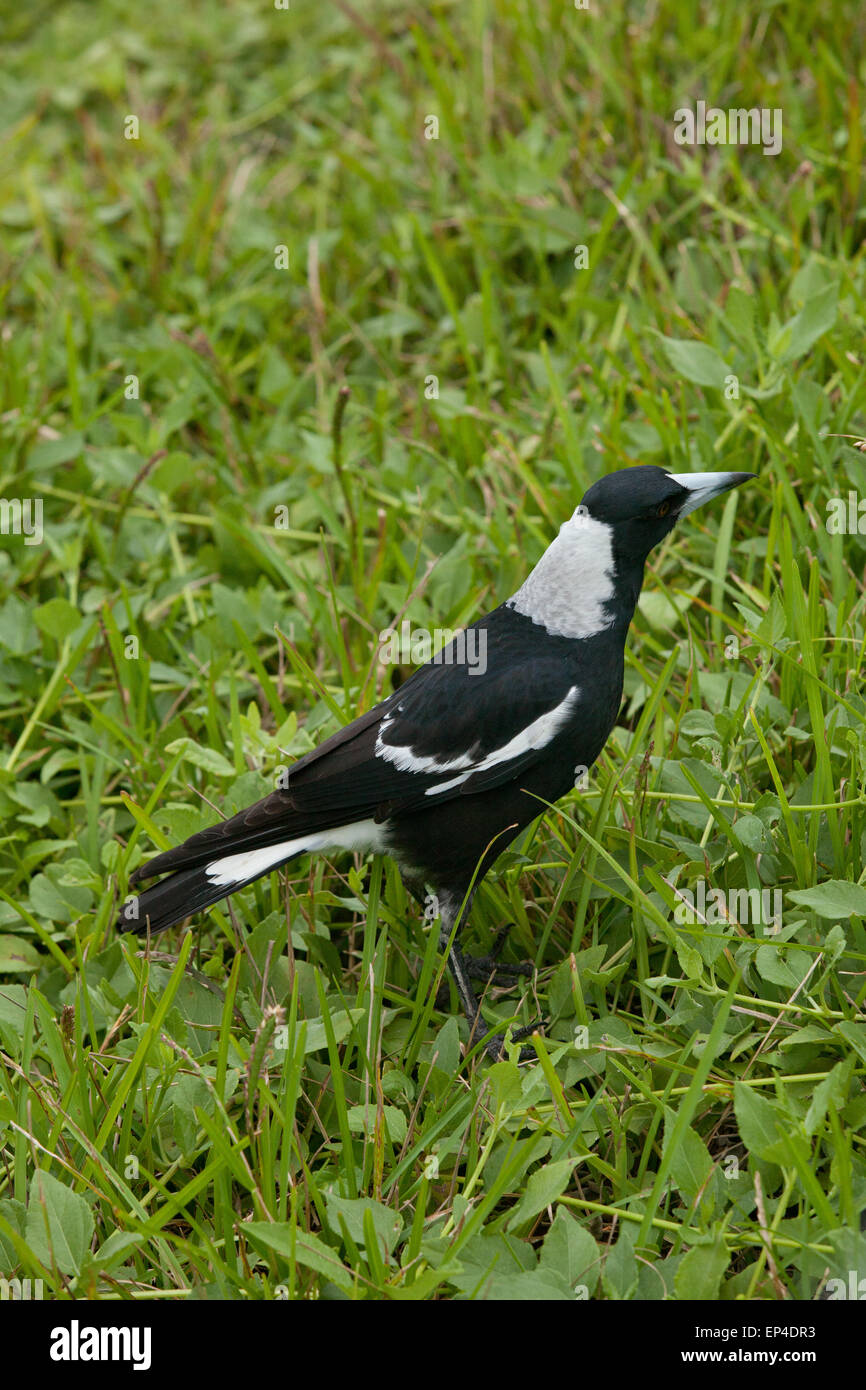Magpie larks hi-res stock photography and images - Alamy