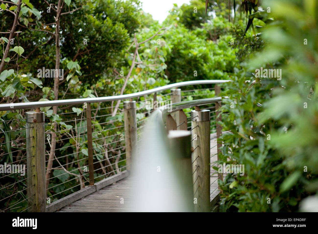 A bridge leading the trail to the Cape Byron Lighthouse in Byron Bay ...