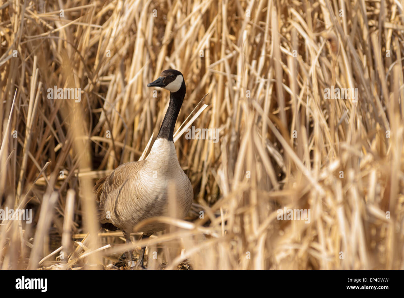 A Canada goose, Branta canadensis, hiding among dried reeds in a marsh ...
