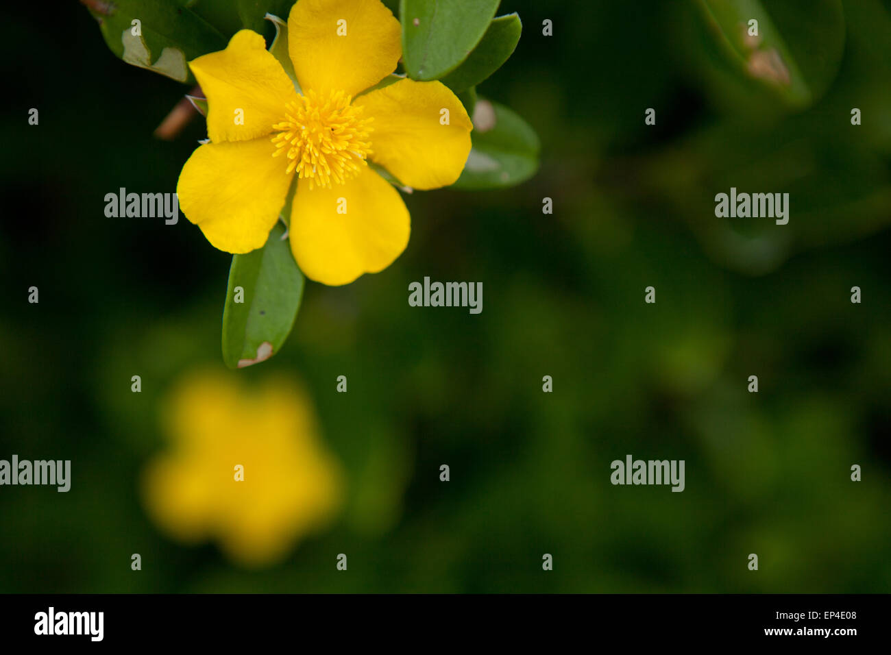 Guinea Flower High Resolution Stock Photography and Images - Alamy