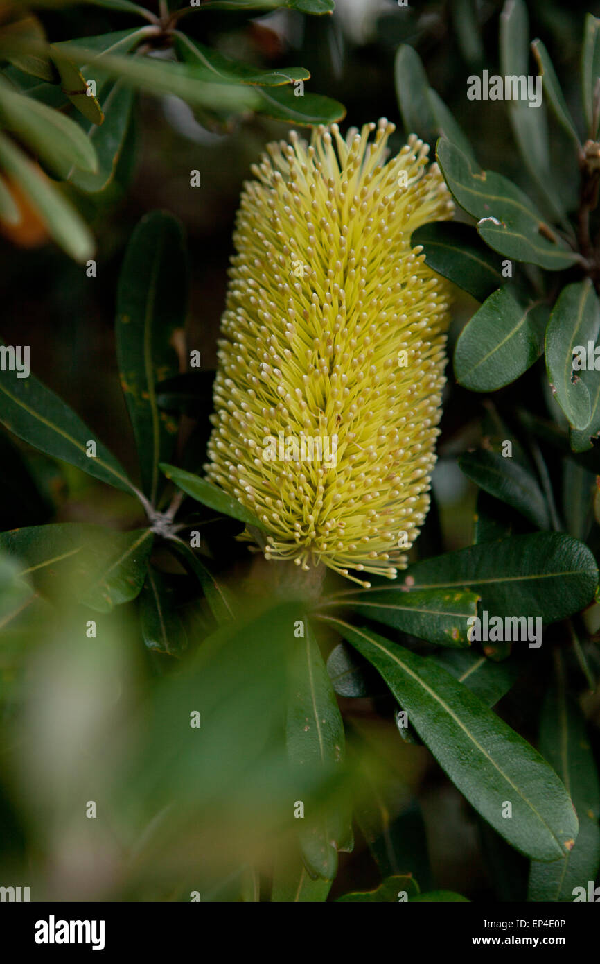 Yellow banksia praemorsa sits in hi-res stock photography and images ...