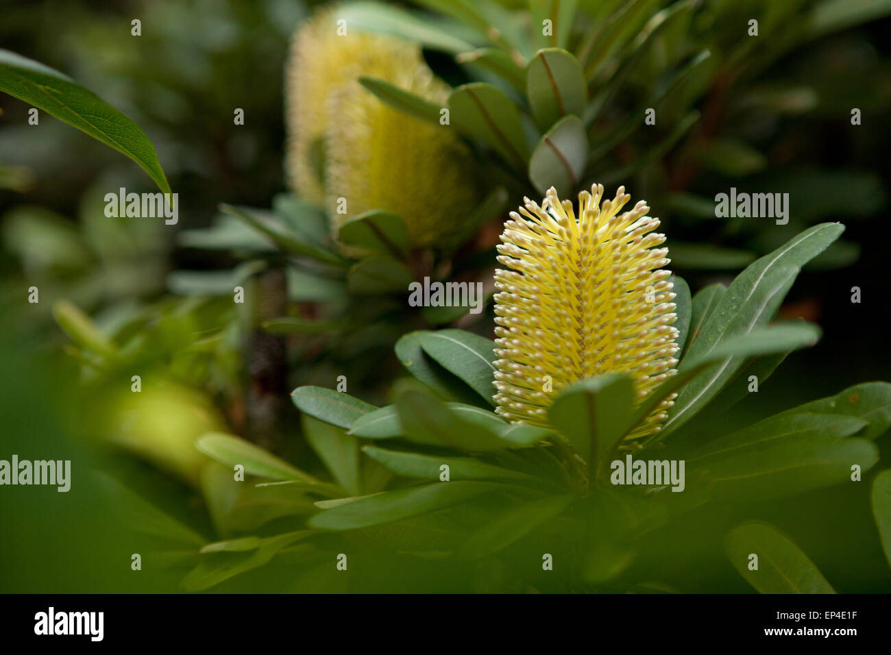 Protea family hi-res stock photography and images - Alamy