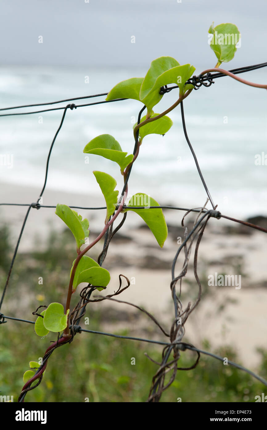 A vine grows up the barbed wire fence looking through to the ocean in Byron Bay, Australia Stock ...