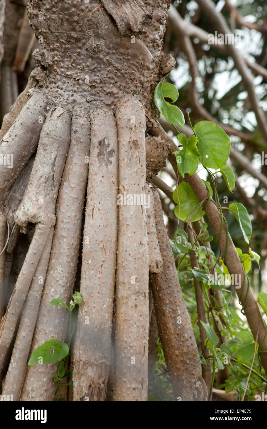 Hala tree hi-res stock photography and images - Alamy