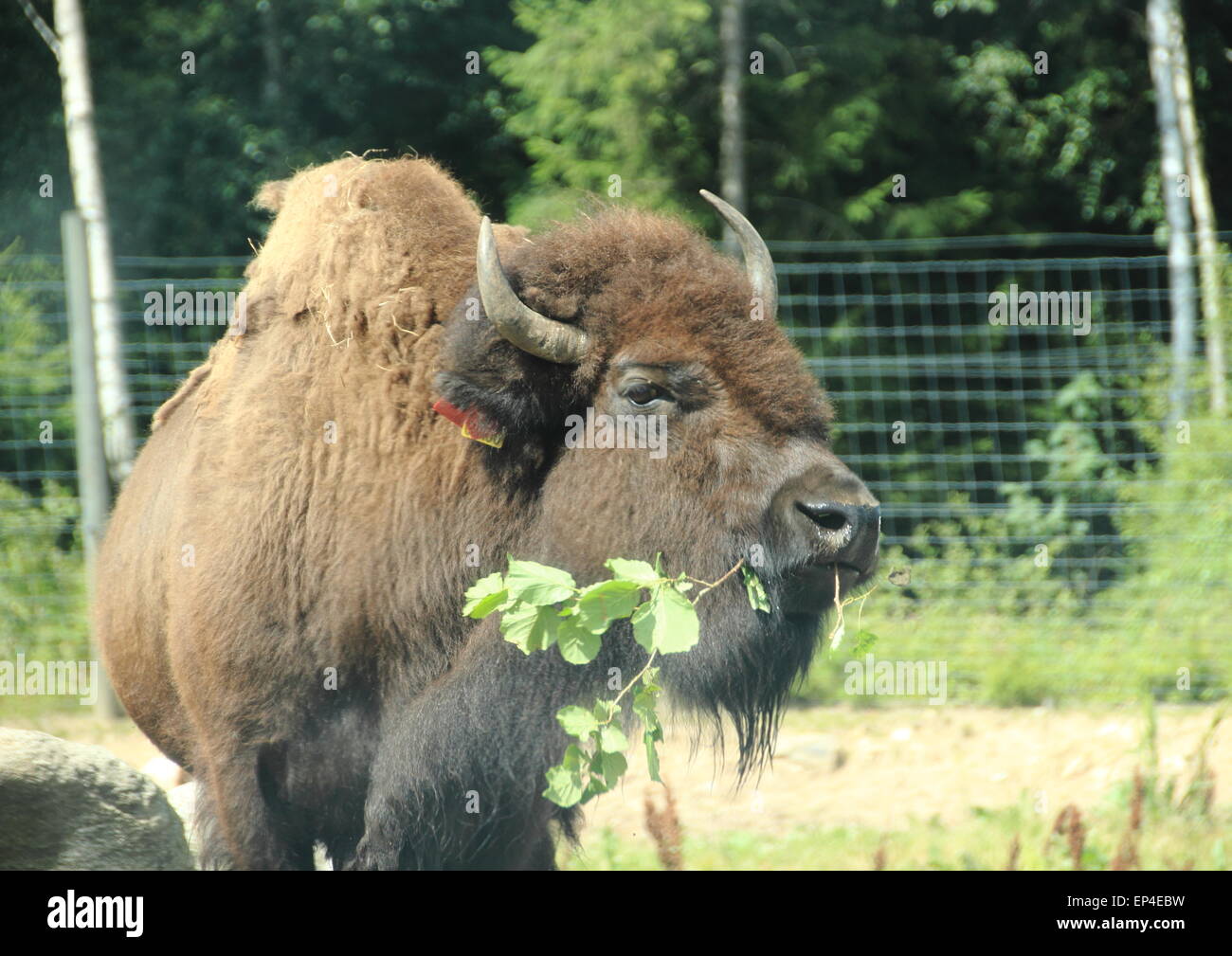 Bison eating leaves in forest Stock Photo - Alamy
