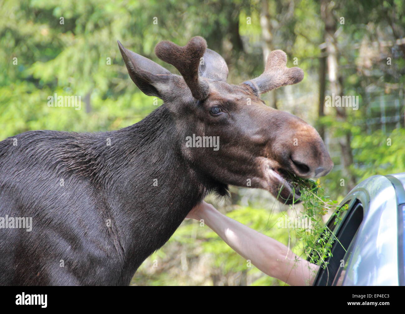 Moose and car hi-res stock photography and images - Alamy