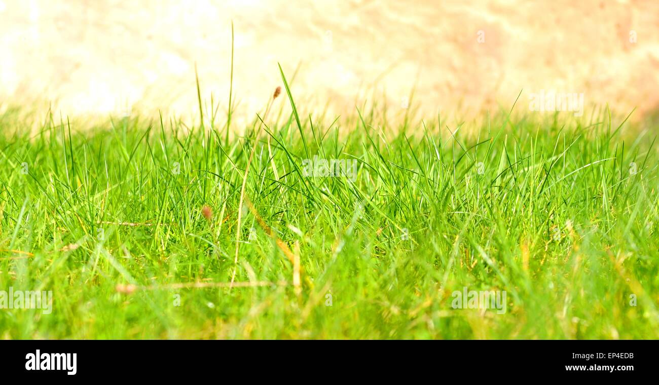 Abstract grass texture suitable as background Stock Photo - Alamy