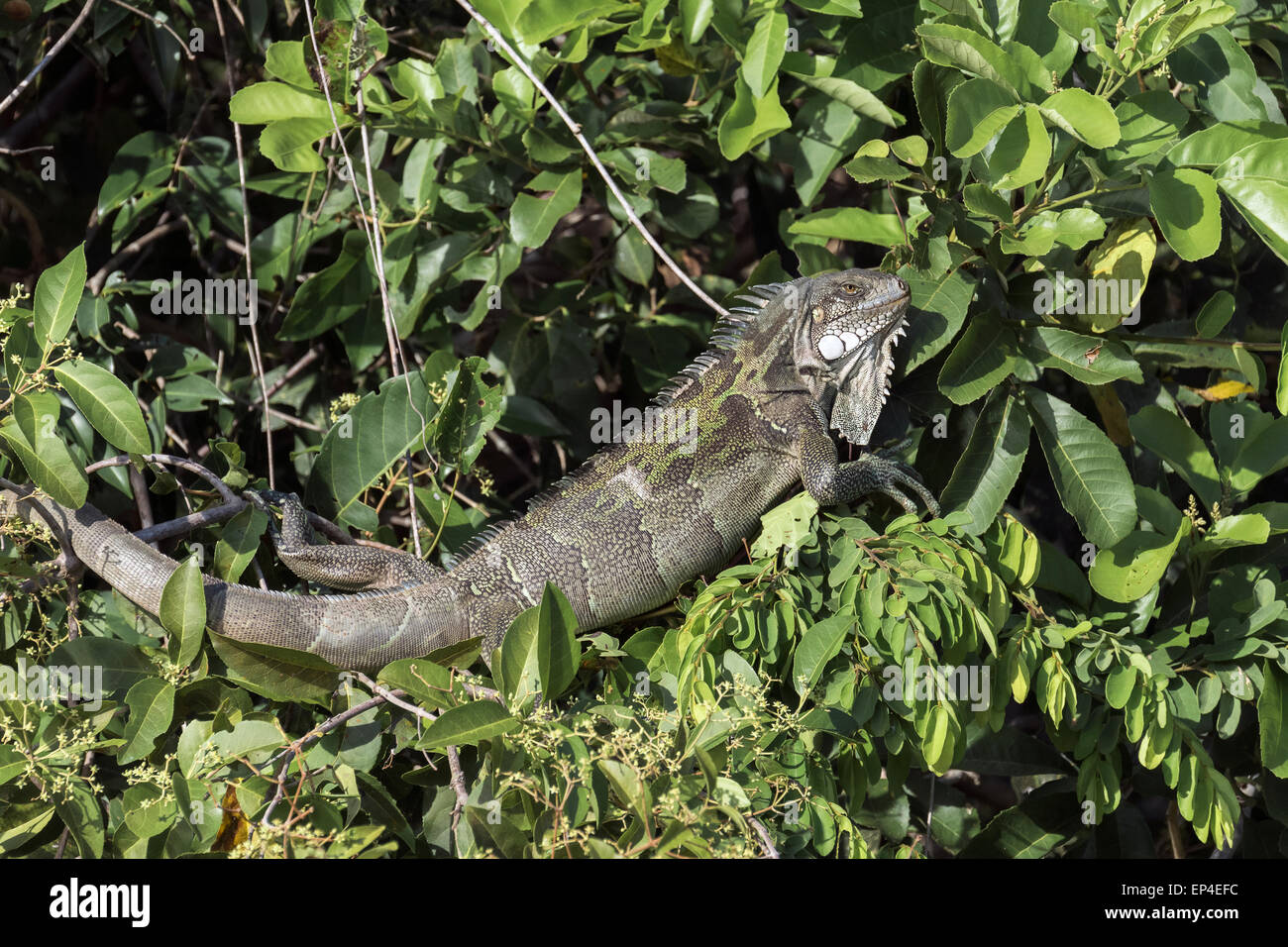 Green iguana in a tree, Pixaim River, Pantanal, Brazil Stock Photo - Alamy