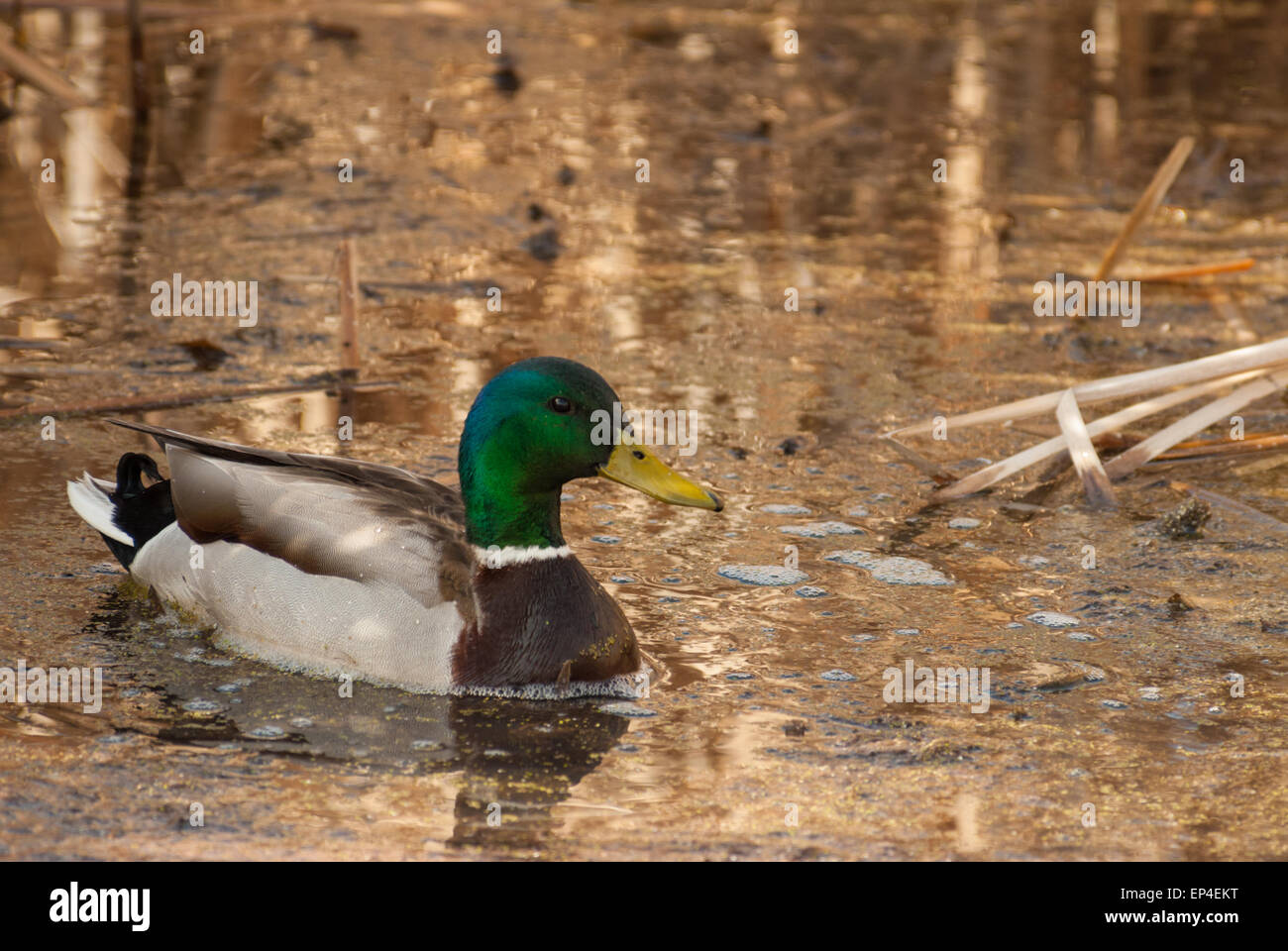 Alberta duck hi-res stock photography and images - Alamy