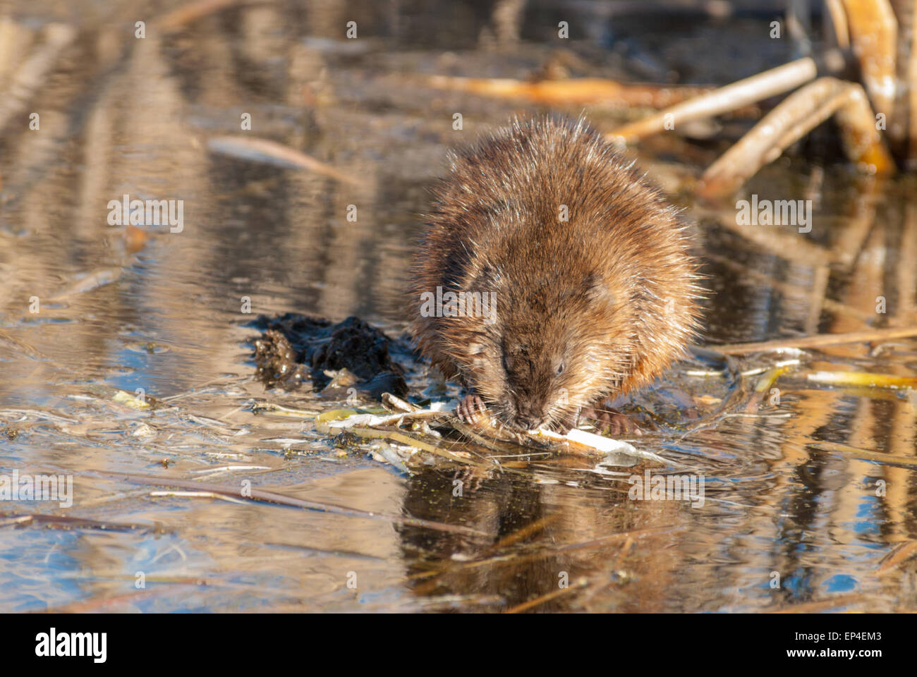Muskrat On The Lake High Resolution Stock Photography and Images - Alamy